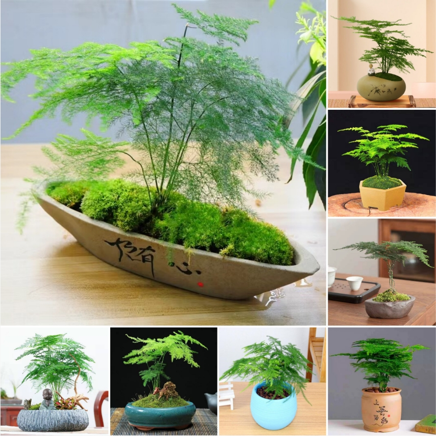Asparagus Fern Tree Seeds -(5seeds/pack) Asparagus fern Bonsai seeds ...