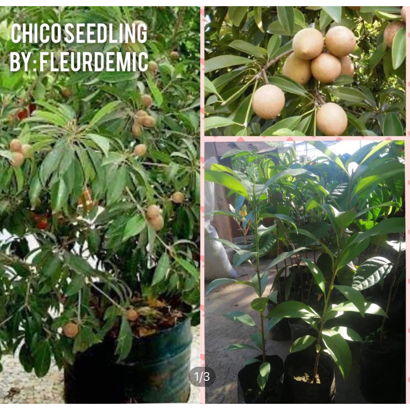 Chico seedling 15 inches height non grafted | Shopee Philippines