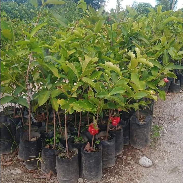 grafted pink makopa hybrid | Shopee Philippines