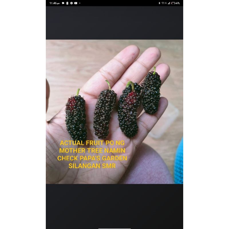mulberry cuttings 10 - Best Prices and Online Promos - Jun 2026 ...
