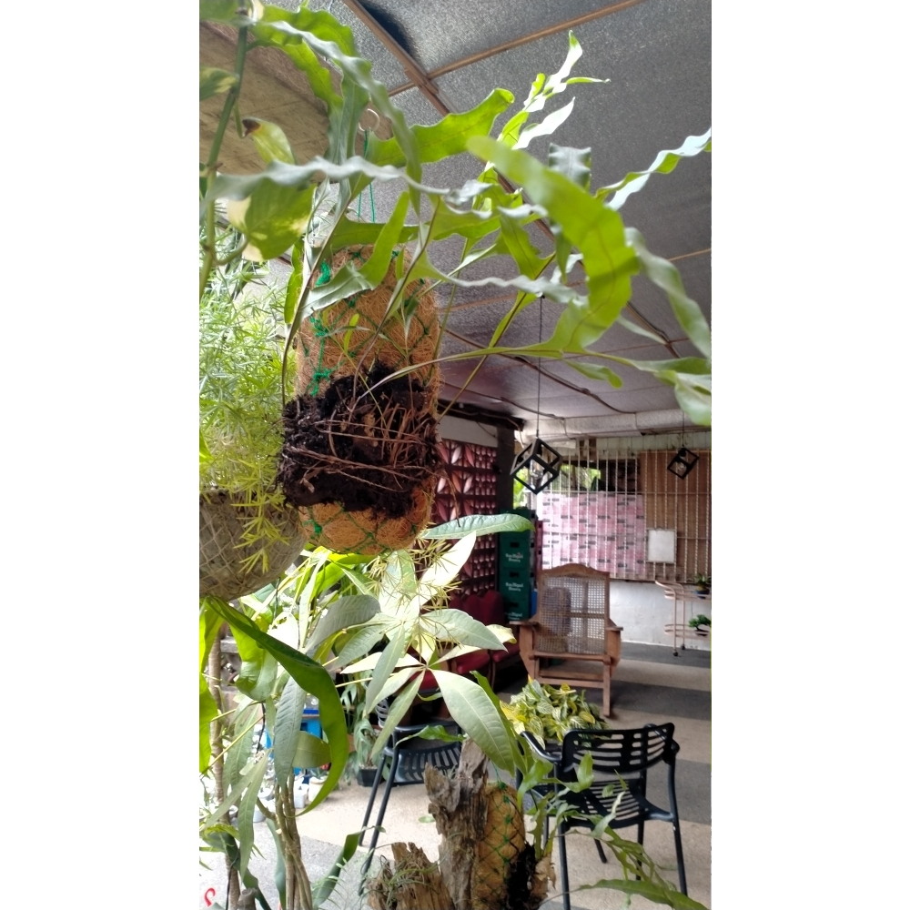 40 cm coco wattles for orchids and other plants use as hanging planters ...