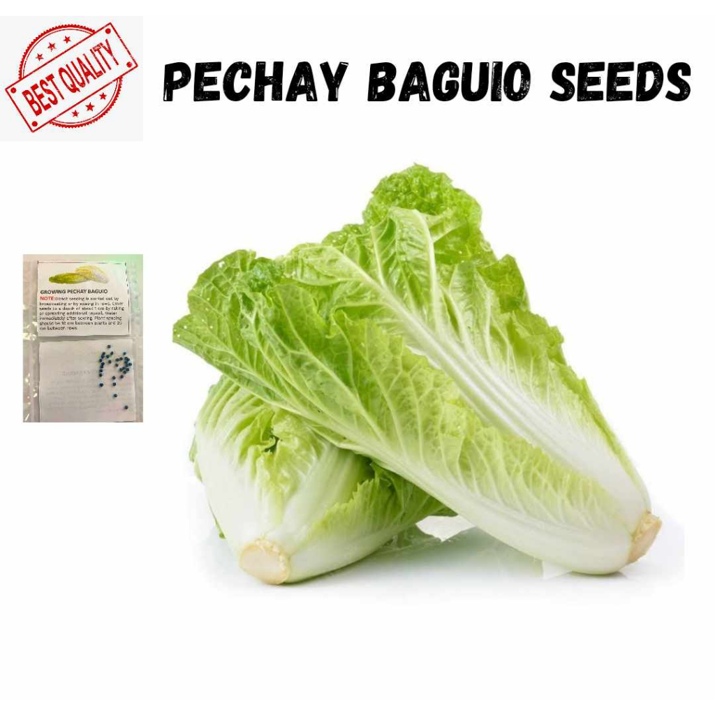 Pechay Baguio ( 30 Seeds ) - 1pack | Shopee Philippines