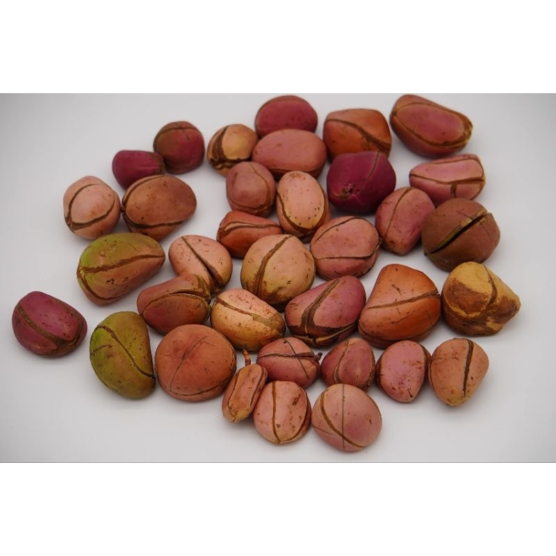kola nuts They are extracted from the evergreen kola tree [also ...