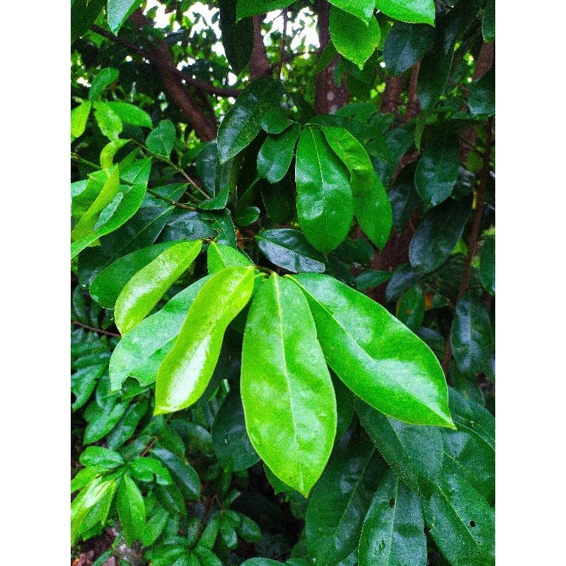 guyabano fresh and air dried leaves (soursop leaves) organic ( PLEASE ...