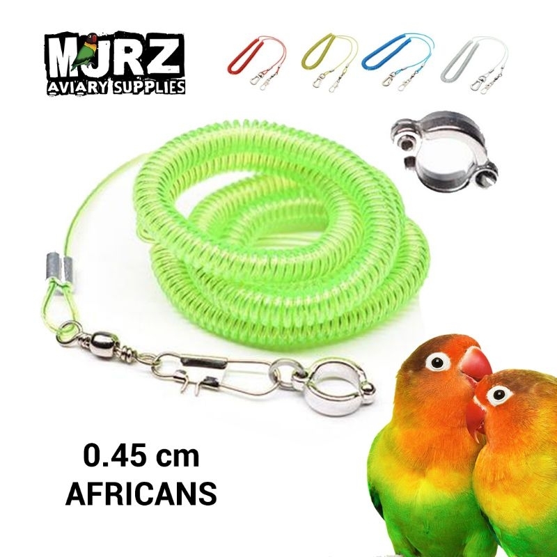 Training Leash with Ring (Albs, Cockatiels/Conure & Ringnecks) | Shopee ...