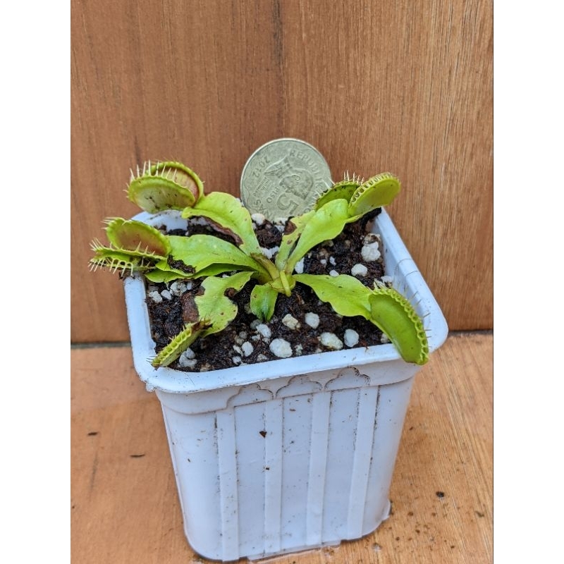Venus Flytrap Holland Giant | Shopee Philippines