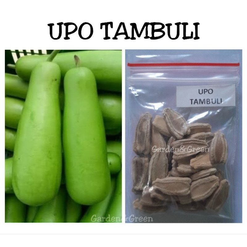 Upo Tambuli seeds Upo seeds | Shopee Philippines