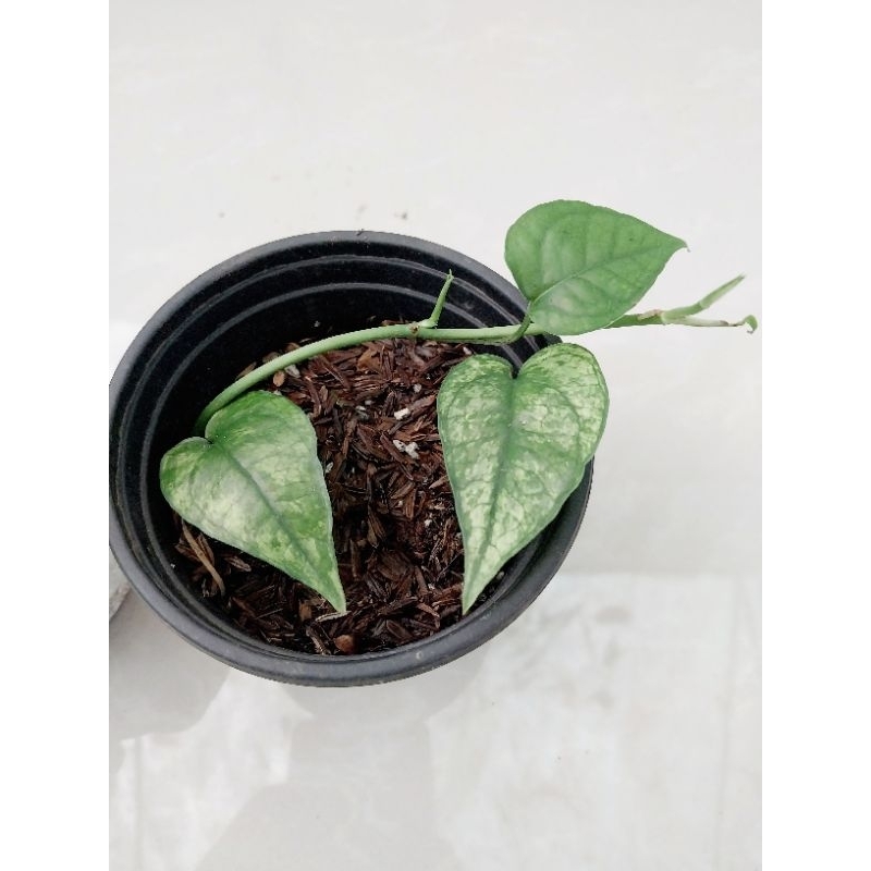 Epipremnum pinnatum cebu blue variegated | Shopee Philippines