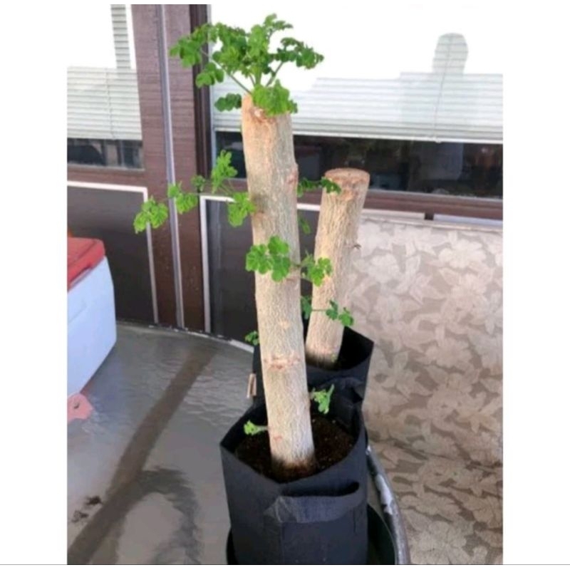 Malunggay/ Drumstick/ Moringa/ Halaman na / Stem Cutting | Shopee ...