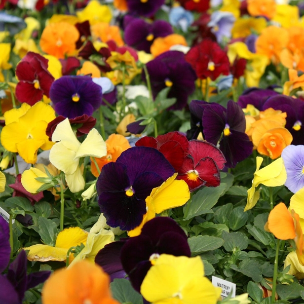 Pansy Seeds Show Swiss Giant Pansy Seeds Rare Flower Seeds Heirloom ...
