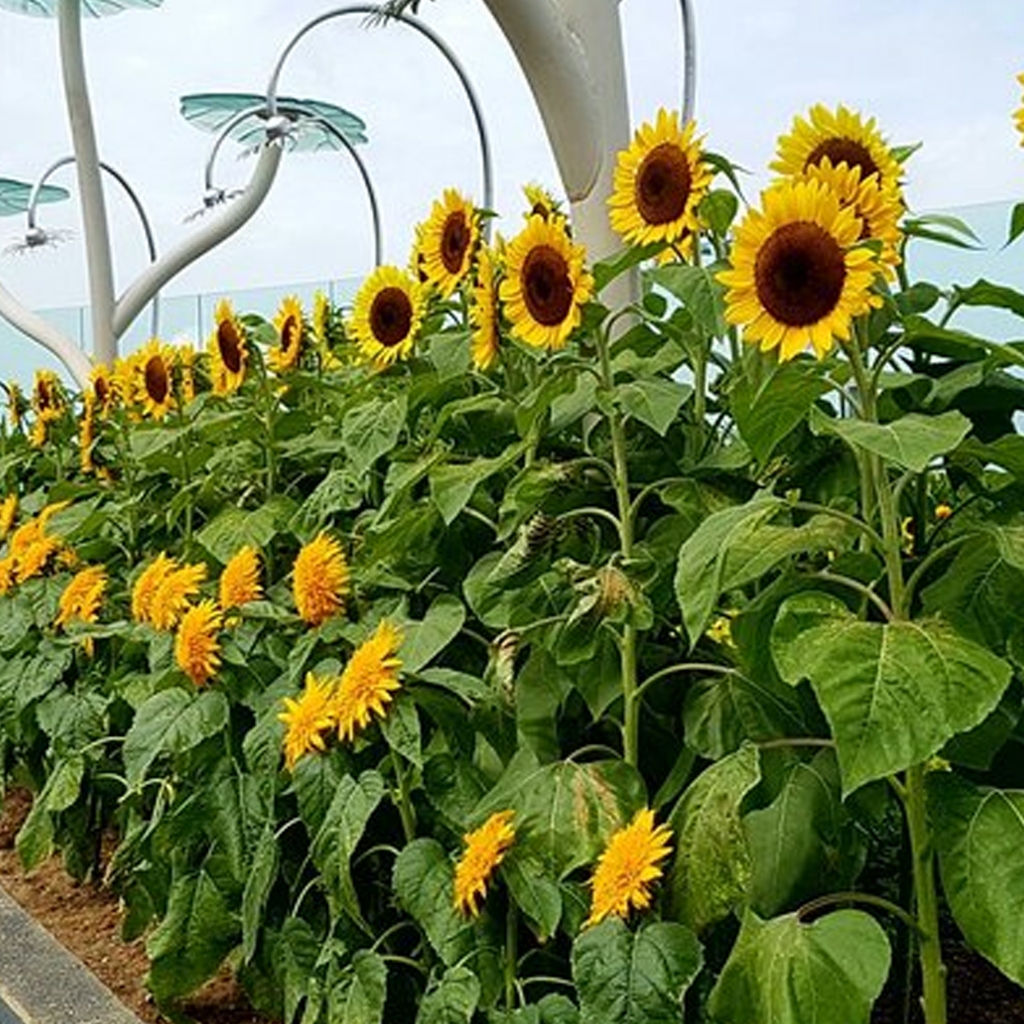 Giant Sunzilla Ukraine Sunflower Seeds Giant Sunflower Seeds Heirloom ...