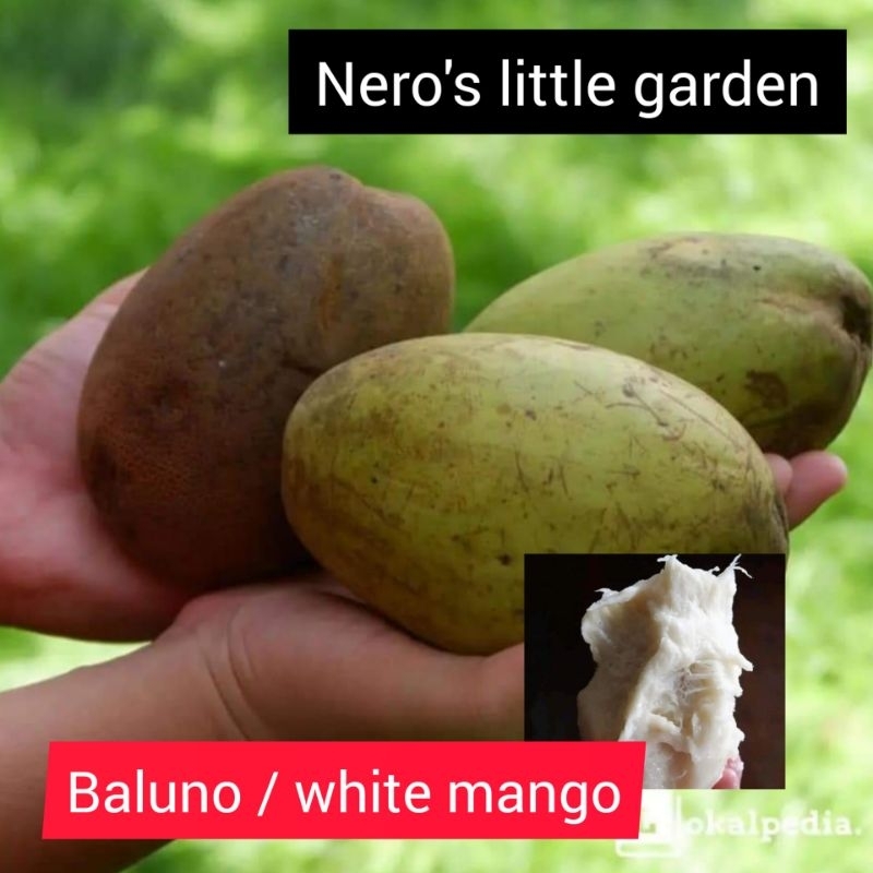 Nero's white mango Baluno seedlings (1.2ft) | Shopee Philippines