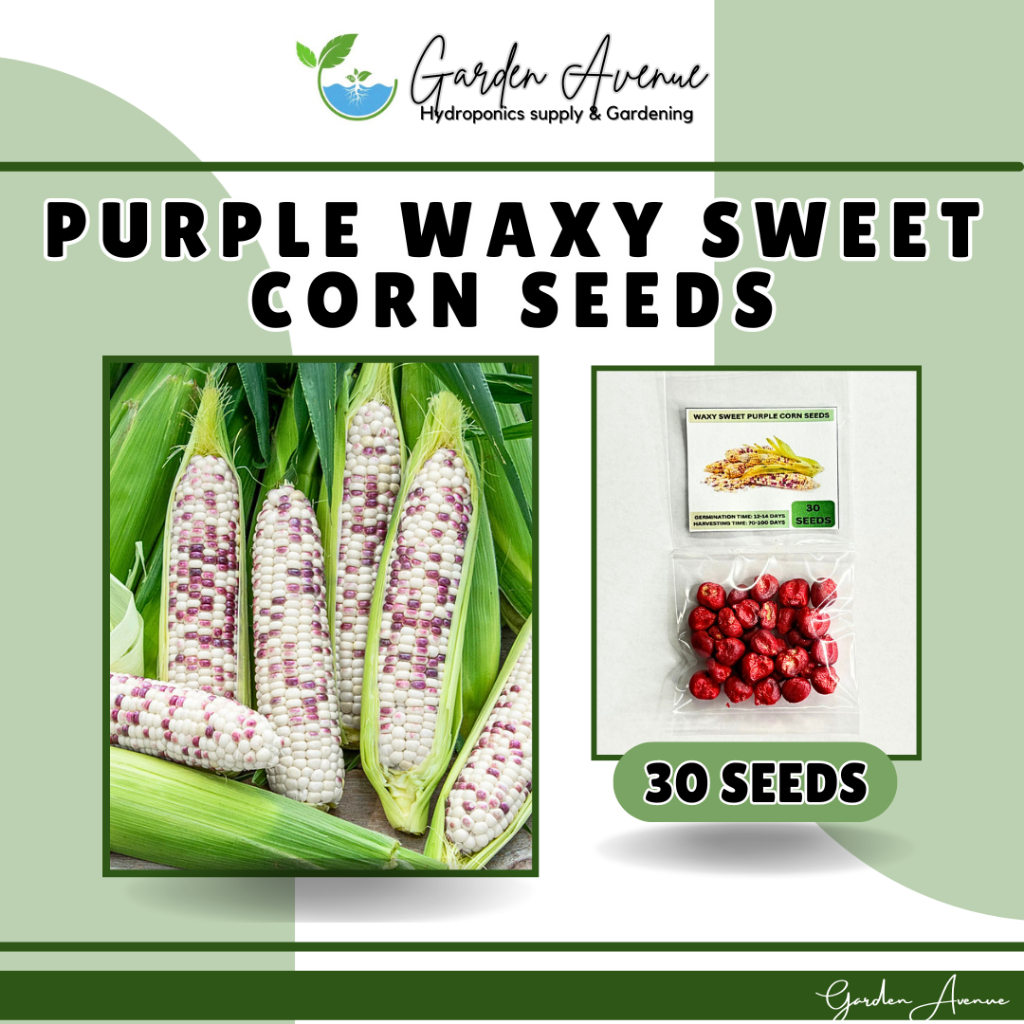 WAXY SWEET PURPLE CORN SEEDS (30 SEEDS) - GARDEN/FARMING/HYBRID/HIGH ...