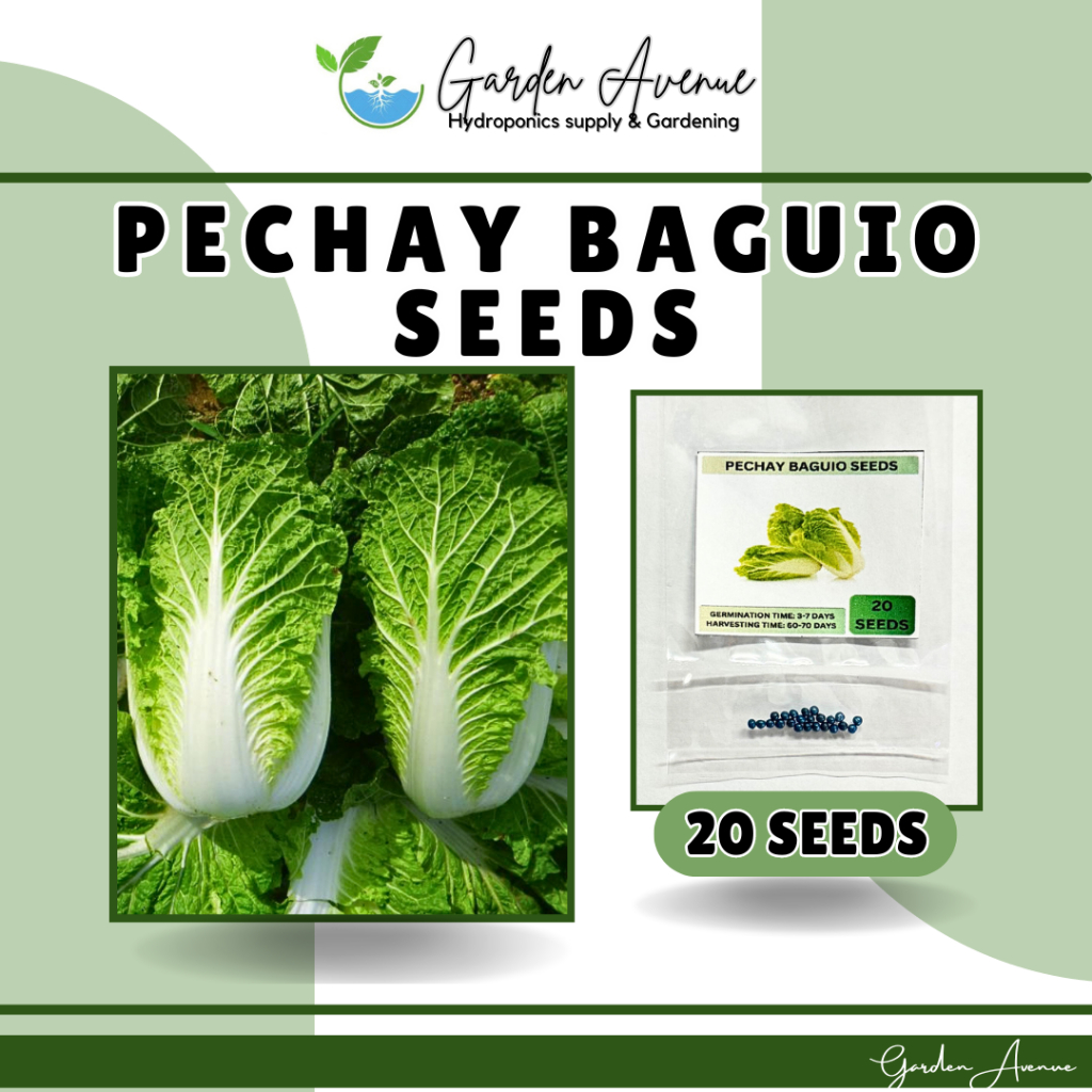 SULIT PACK! PECHAY BAGUIO SEEDS/CHINESE PECHAY SEEDS (20 SEEDS ...
