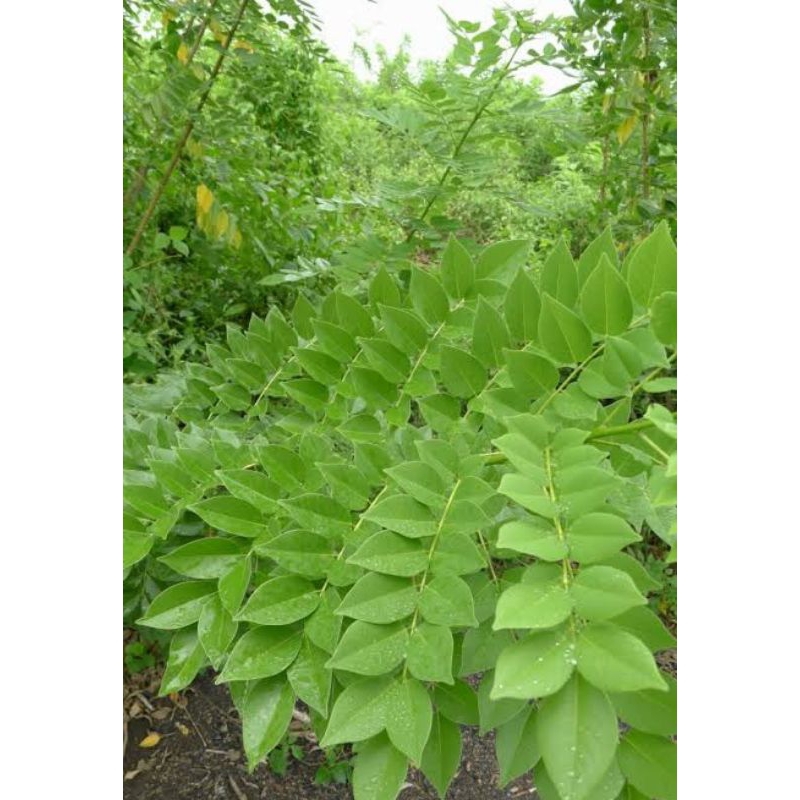 Madre de Cacao / Kakawate Natural Dried Leaves 50g | Shopee Philippines