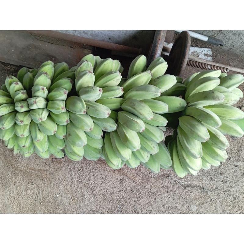 saging na saba freshly picked 45 per kilo (sweet saba) banana | Shopee ...
