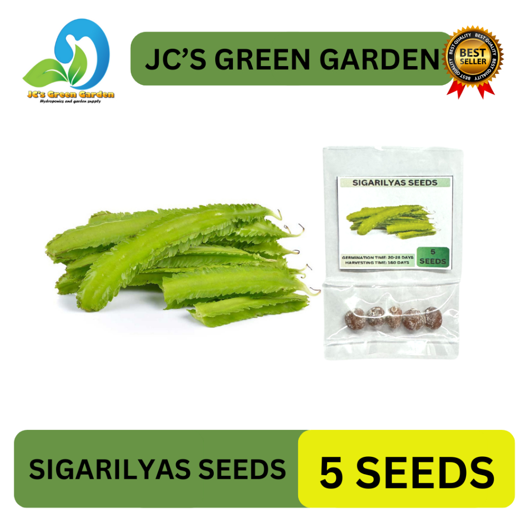 VALUE PACK (5 SEEDS) -SIGARILYAS SEEDS/HIGH YIELD/EASY TO GROW (Winged ...