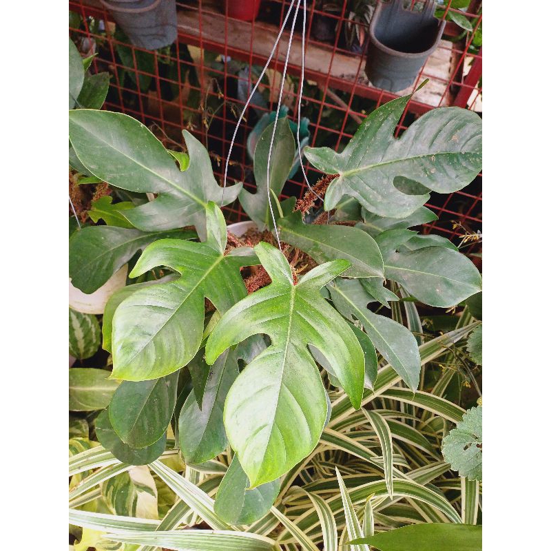 squami philodendron | Shopee Philippines