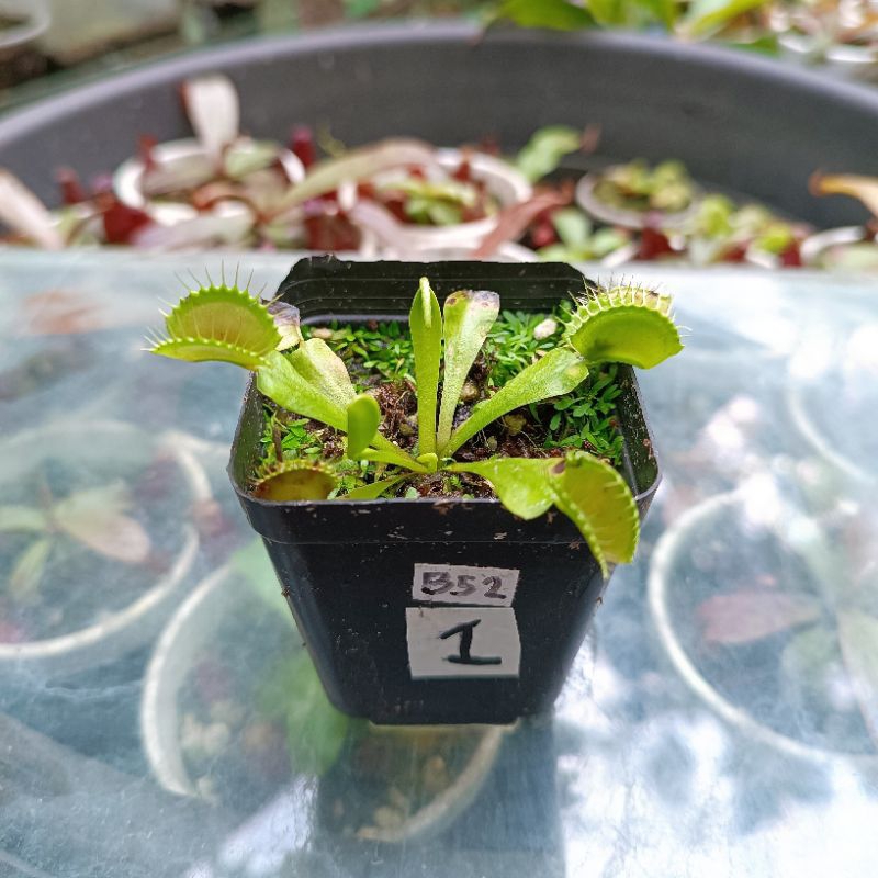 Flytrap DM B-52 (Good size) | Shopee Philippines