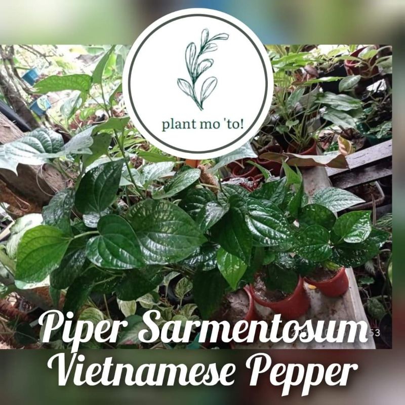Vietnamese Pepper Lalot (Piper Sarmentosum) Hindi ikmo. | Shopee ...