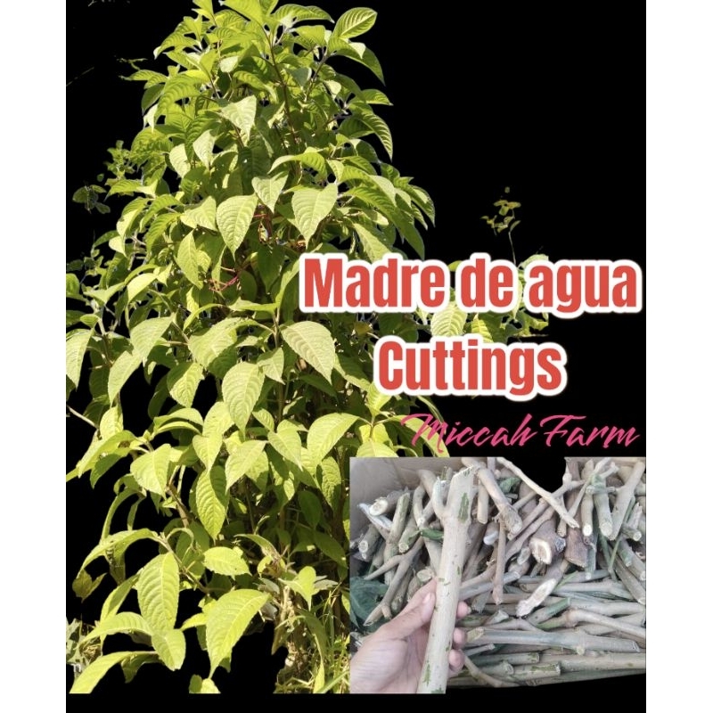 Madre de agua cuttings | Forage plants (COD) | Shopee Philippines