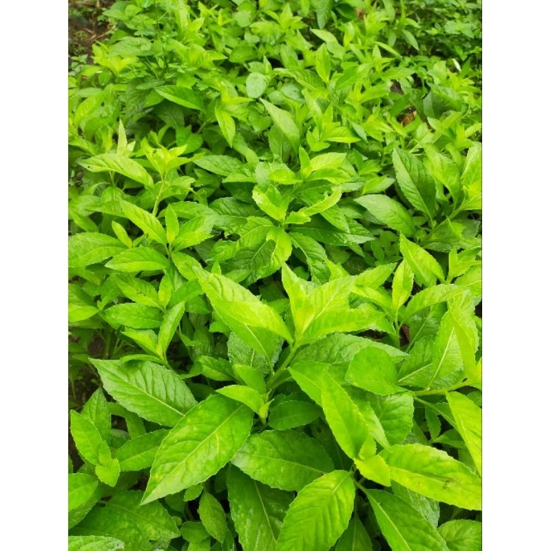 Ashitaba gynura uprooted and fresh leaves | Shopee Philippines