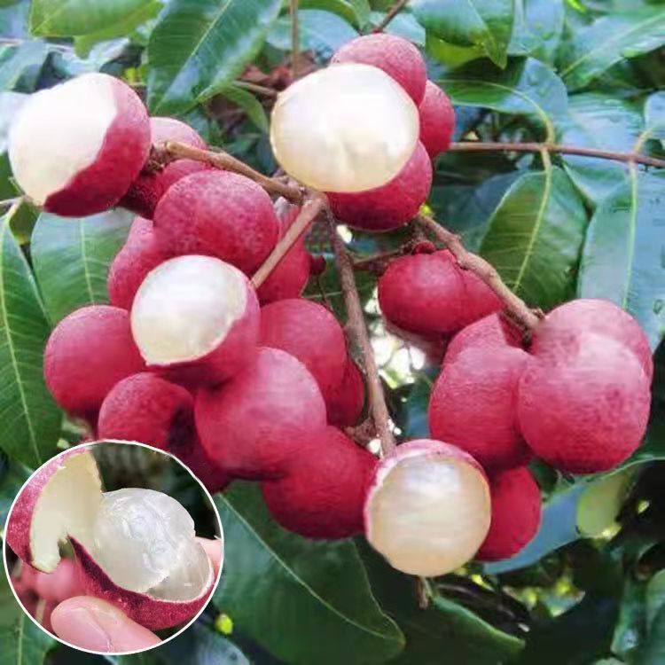 High quality grafted longan seedlings potted, longan with red skin and ...
