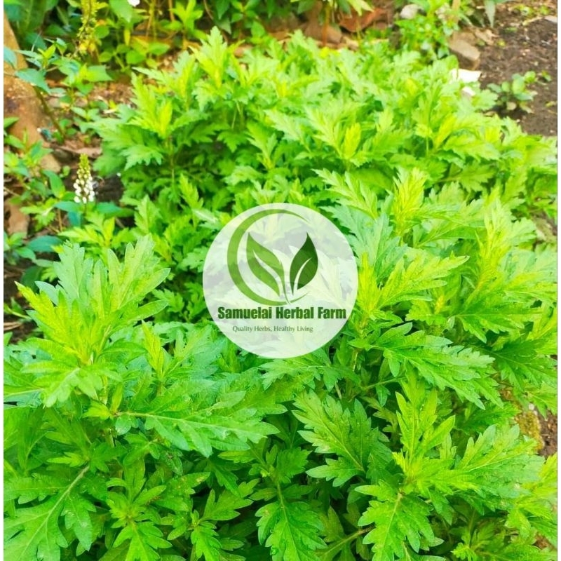 DAMONG MARIA (mugworth) FRESH & DRIED LEAVES helps normalizes menstrual ...