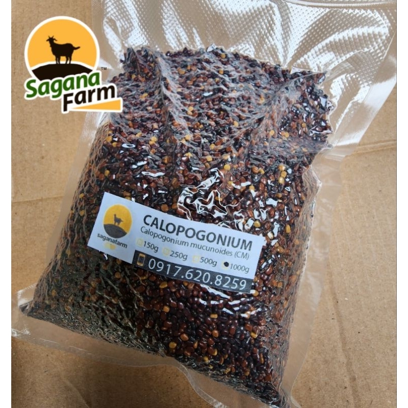 Calopo Seeds 250 grams by Sagana Farm (Calopogonium mucunoides ...