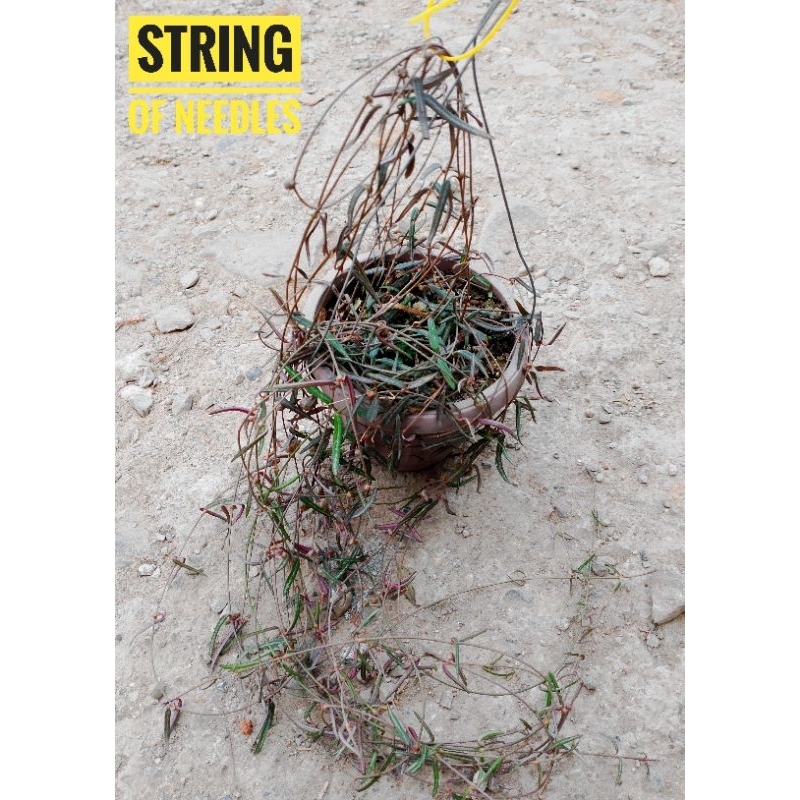 Rare String Of Needles | Shopee Philippines