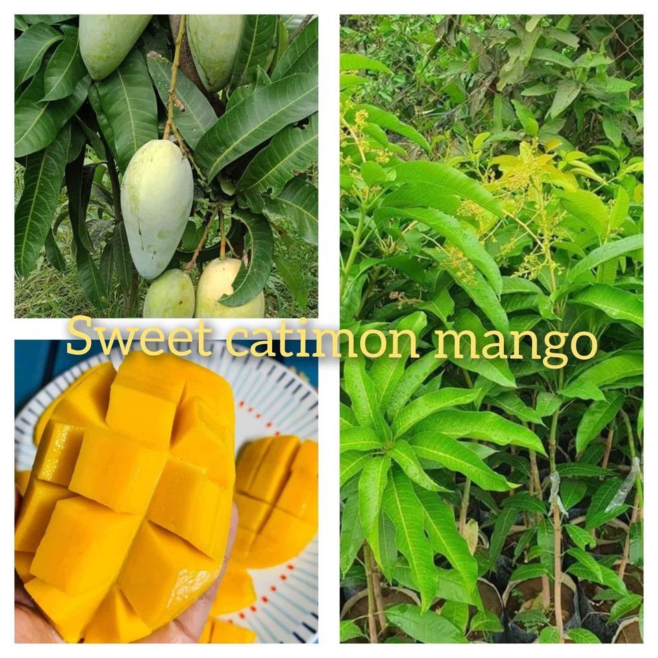 grafted sweet catimon mango | Shopee Philippines