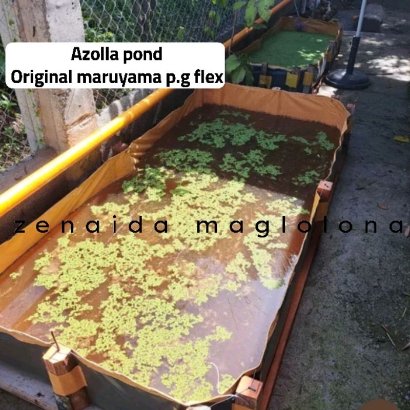 4ft x 10ft x 1ft AZOLLA POND DIY POND ORIGINAL MARUYAMA FLEX LOWEST ...