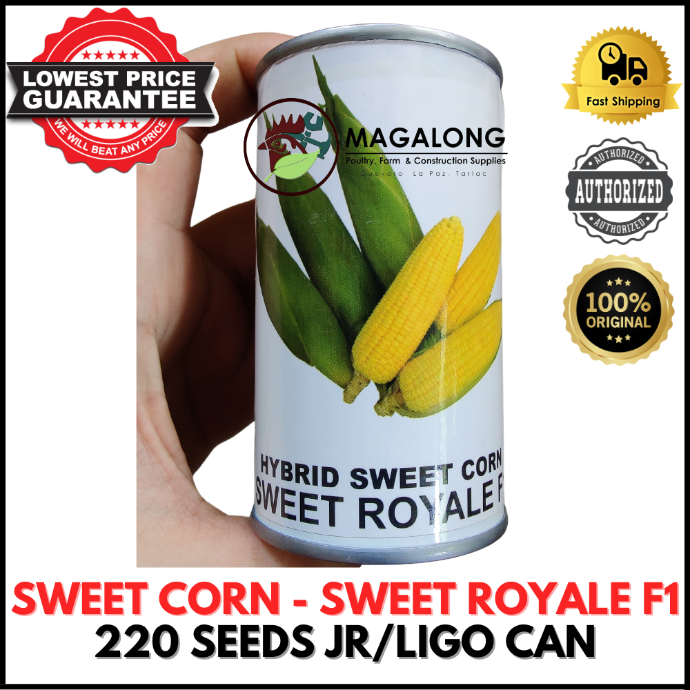 CONDOR SEEDS - SWEET CORN - SWEET ROYALE F1 HYBRID 220 Seeds - JR CAN ...