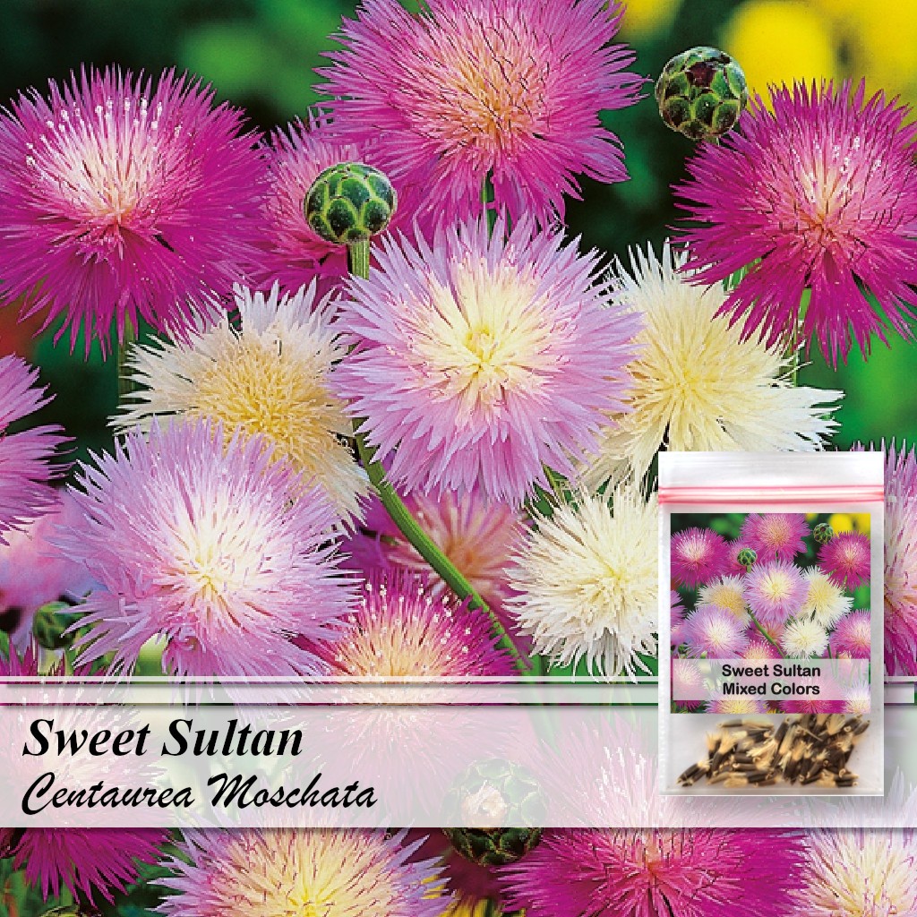 Sweet Sultan 20 Seeds Centaurea Moschata Annual Mixed Colors - Purple ...