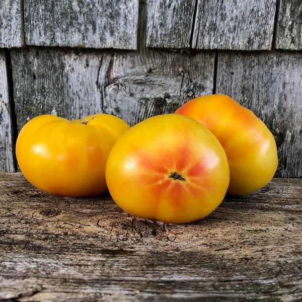 Giant Golden Jubilee Tomato Seeds Rare Tomato Seeds Heirloom Tomato ...