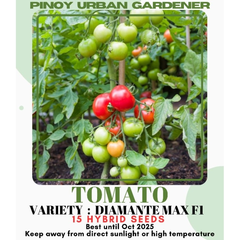 Vegetable Seeds Pechay Kamatis Sili Talong Ampalaya kangkong Okra Sitaw ...