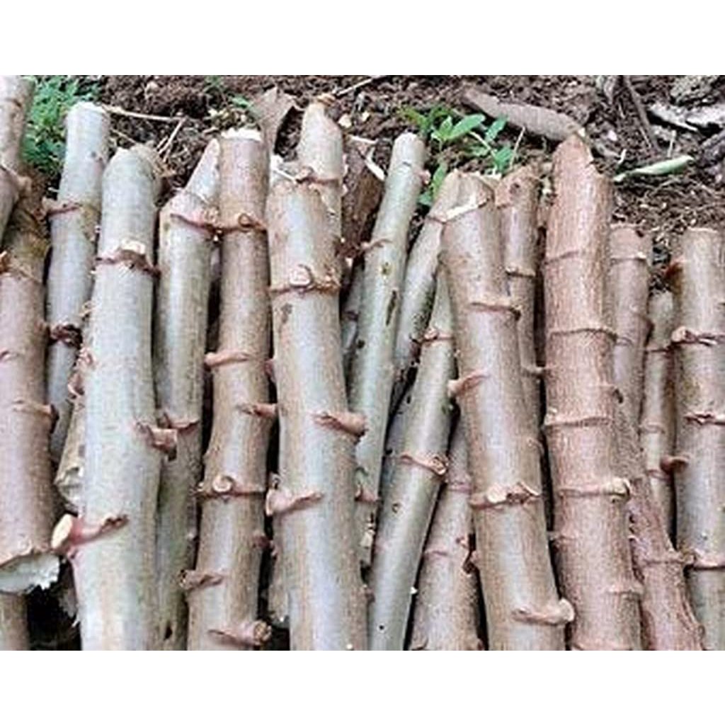 Balinghoy / Cassava Cuttings (10 pcs) | Shopee Philippines