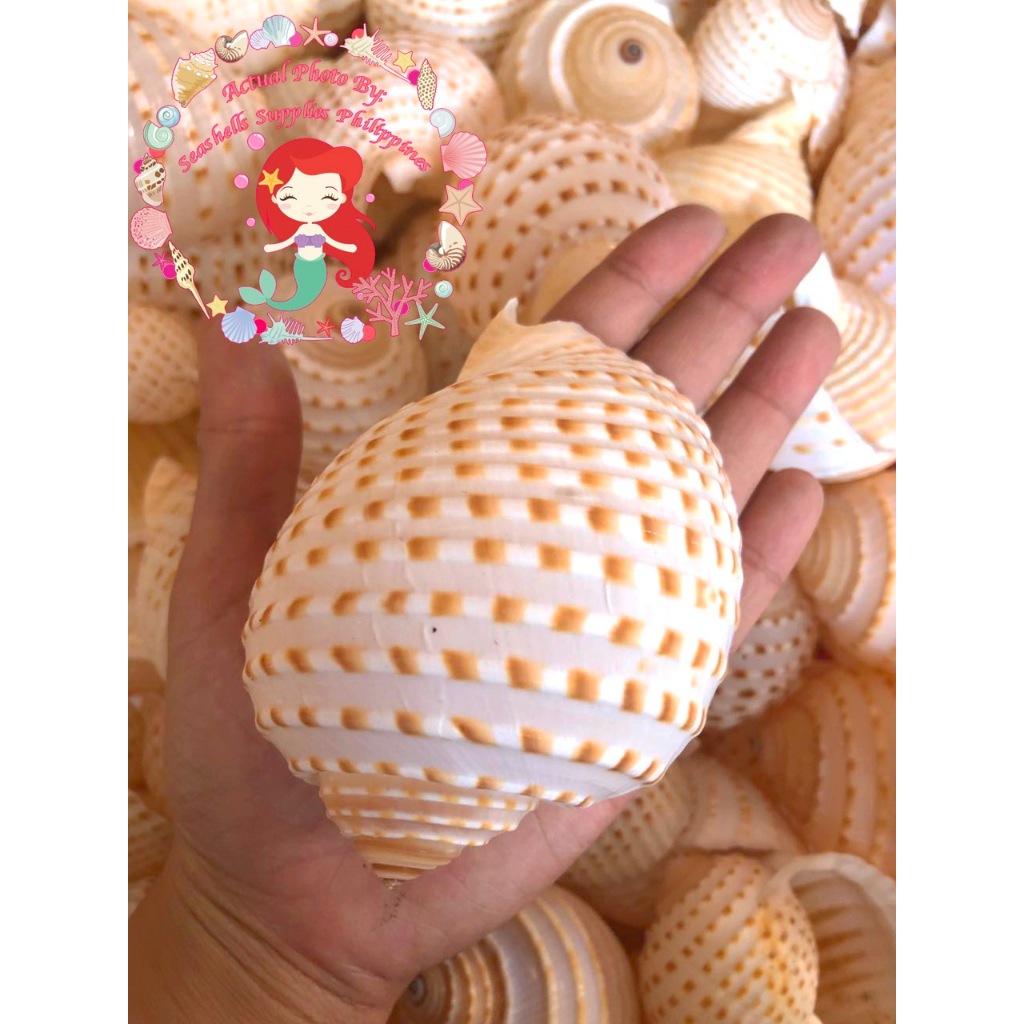 Tonna Tessellata | Mosaic Tun Shell | Polished Seashell for Jewelry ...