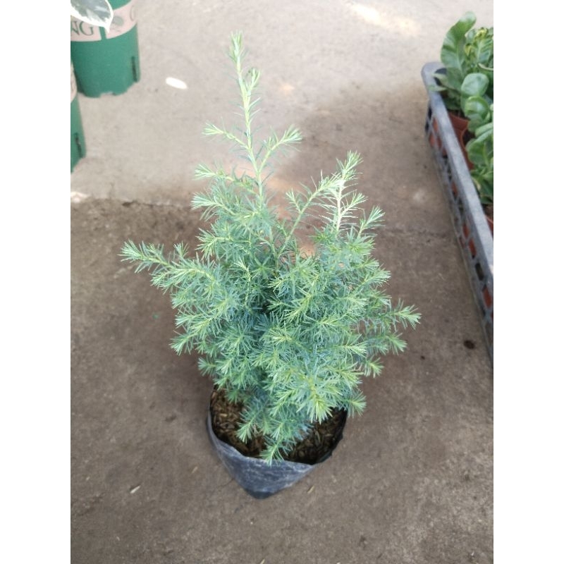 Silver Pine Cypress Tree (additional garden decorations) | Shopee ...