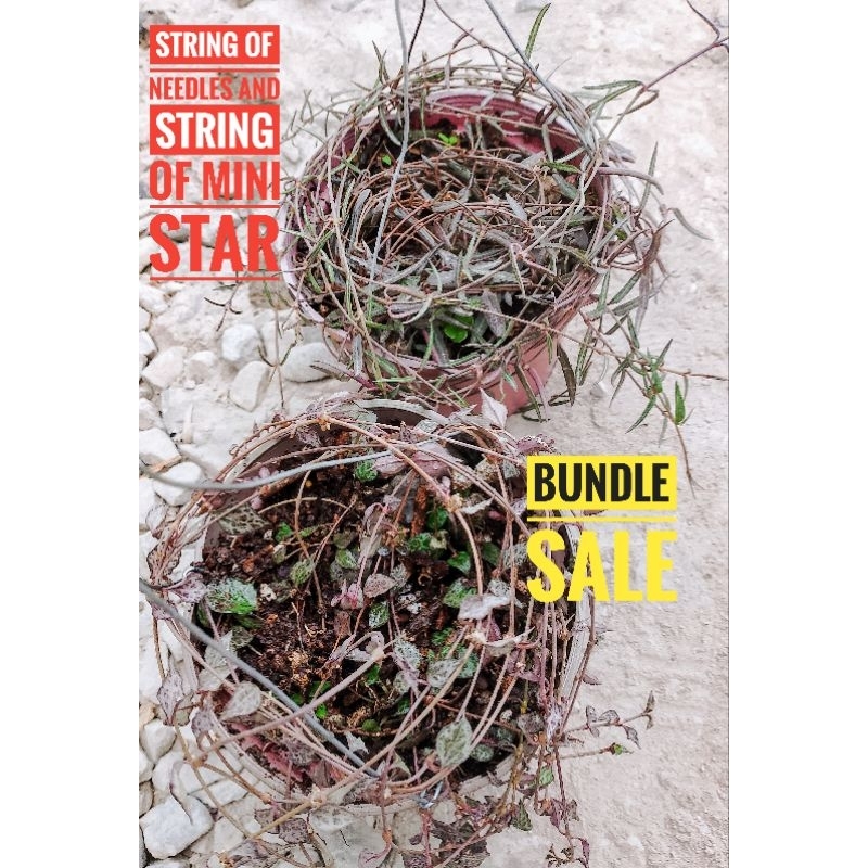 RARE STRING OF NEEDLES AND STRING OF MINI STAR BUNDLE SALE | Shopee ...