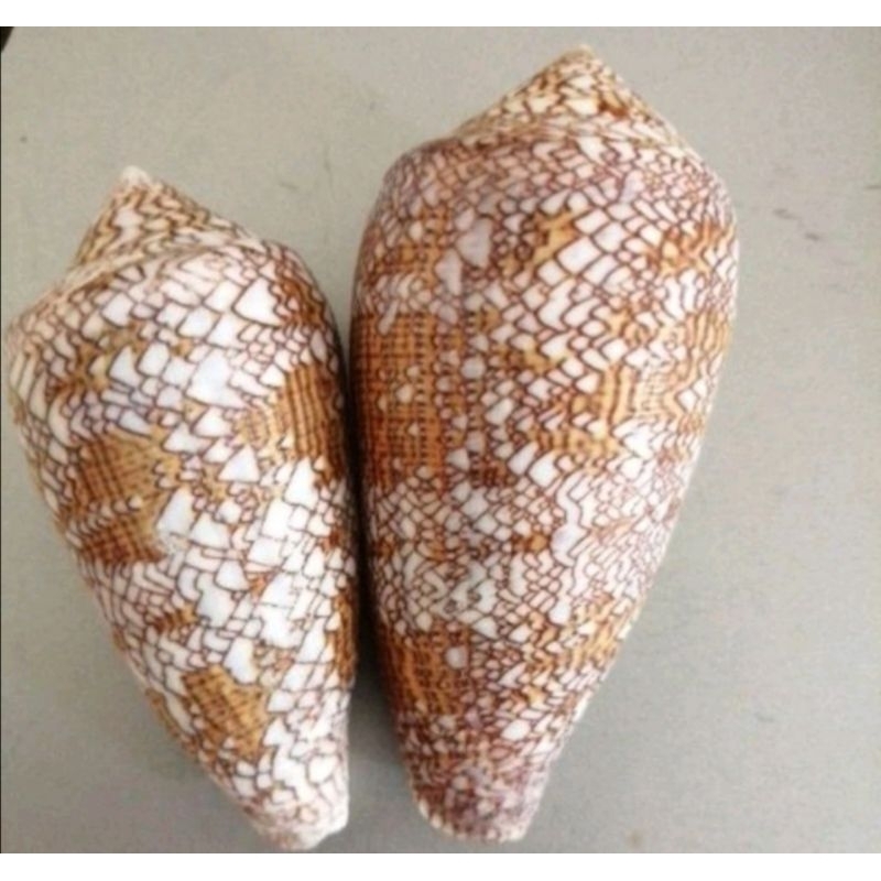 Real Seashell l Conus Textile l Collection l Decorations | Shopee ...