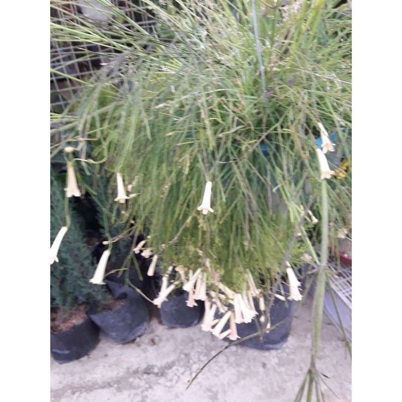 light yellow firecracker (rare type) | Shopee Philippines