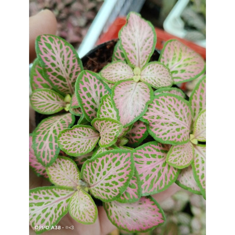 Fittonia/Nerve Plant [ Garden Decor ] | Shopee Philippines