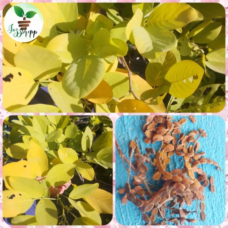 Golden Legium plant Seeds (20Seeds) seeds for planting | Shopee Philippines