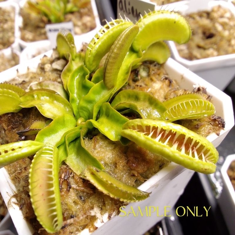 ALIEN Venus Flytrap Small ( potted / carnivorous plant / seed) | Shopee ...