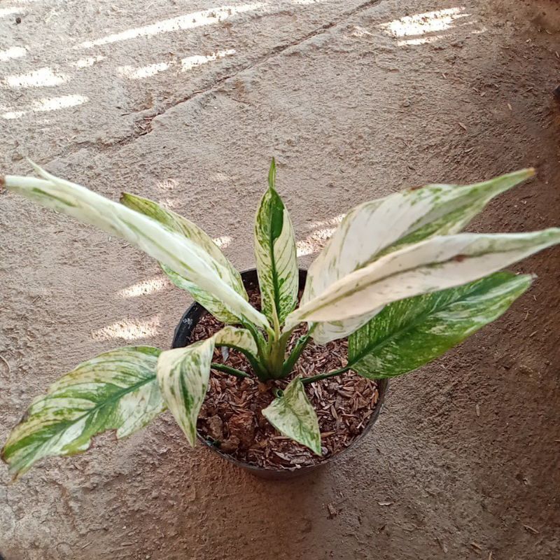 variegated peace Lily (1stem) | Shopee Philippines