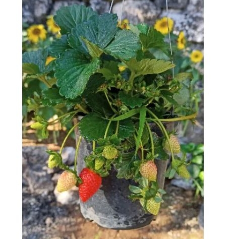 king berry or sweet charlie variety | Shopee Philippines