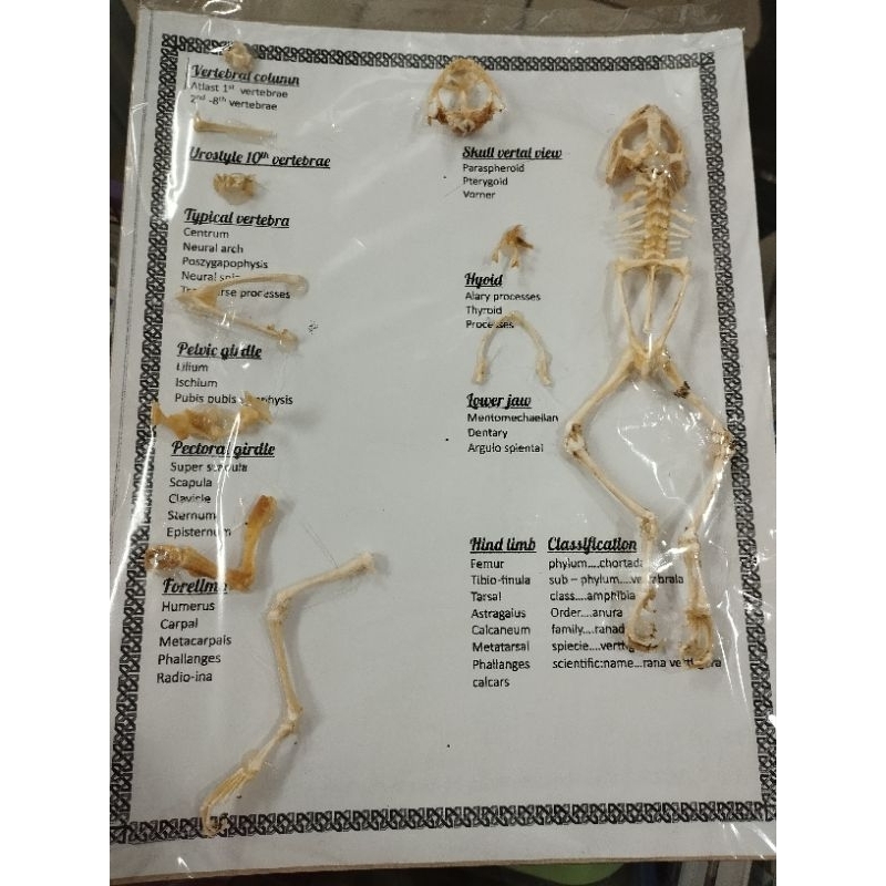 Real Skeletal Frog whole structure | Shopee Philippines