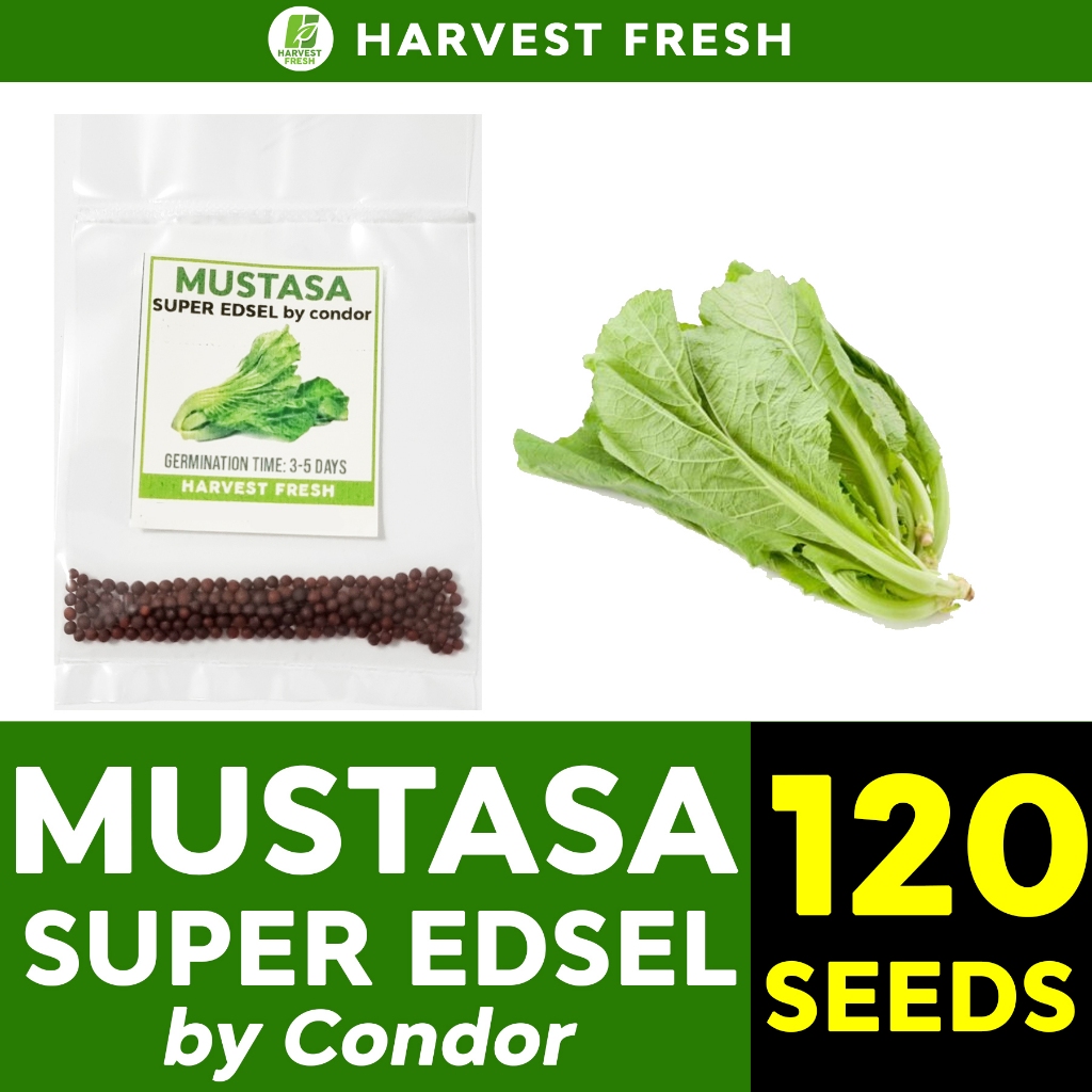 Vegetable Seeds - Ampalaya Upo Okra Sitao Bataw Kalabasa Patola Sitsaro ...