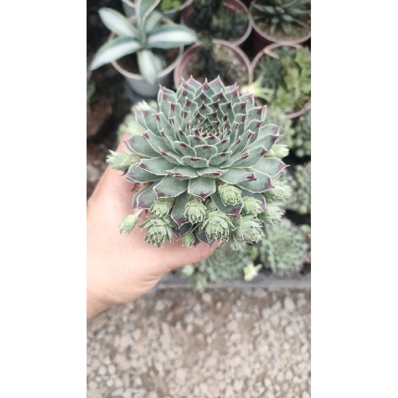 CUTIX SUCCULENT COLLECTIONS(MOTHER TYPE) | Shopee Philippines
